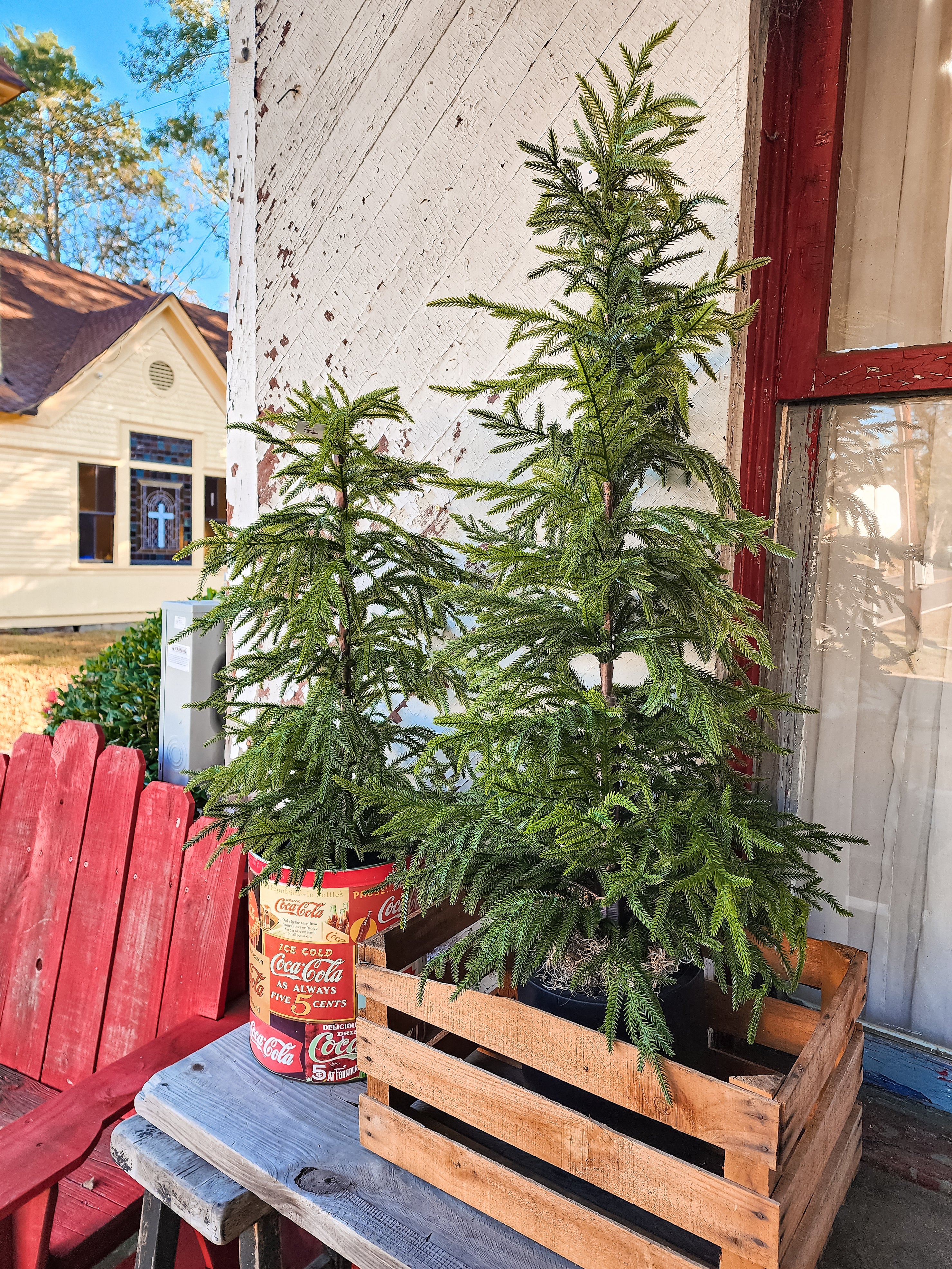 Potted Norfolk Tree (Assorted) – The Painted Nest & Co